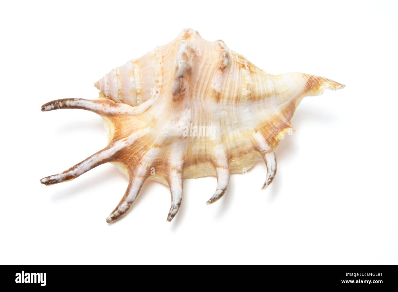 Spider Conch Seashell Stock Photo - Alamy