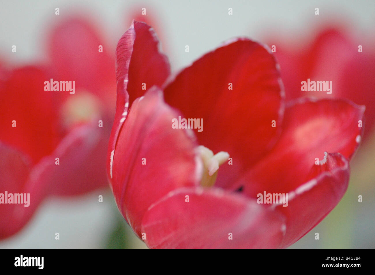 Dancing tulip petals hi-res stock photography and images - Alamy