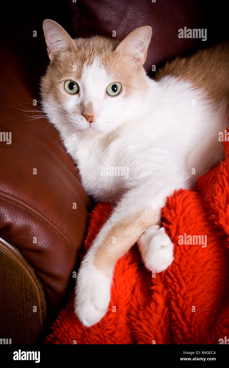 Portrait of a male cat Stock Photo - Alamy