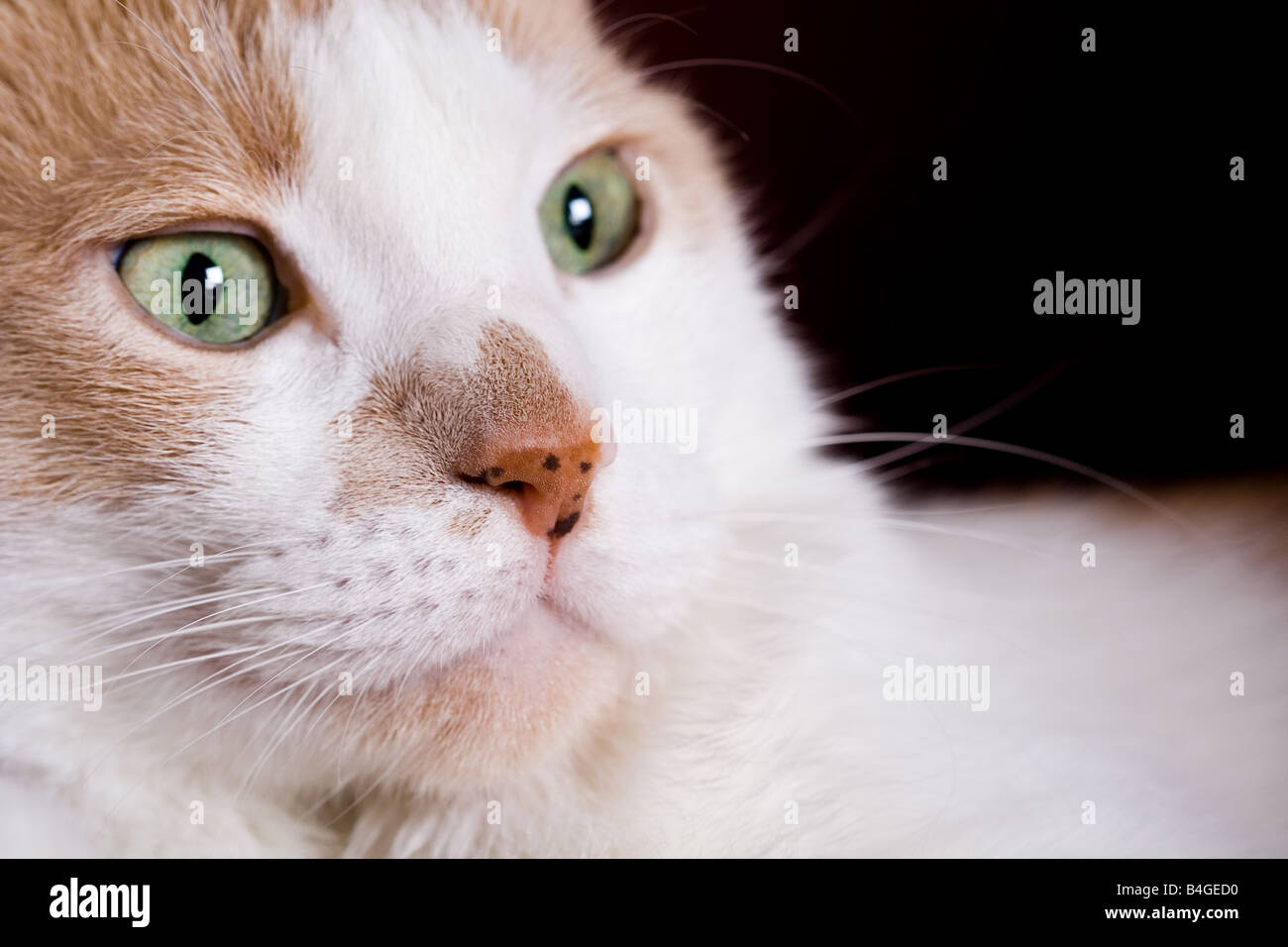 Portrait of a male cat Stock Photo - Alamy