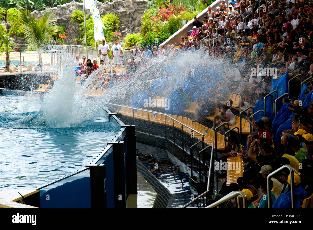 Orca (Orcinus orca) show in Loro Parque in Puerto de la Cruz, Tenerife ...