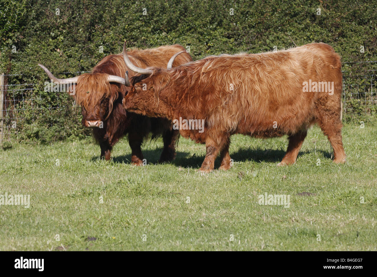 Highland cattle (Kyloe) long horns free roaming in Pembrokeshire field ...