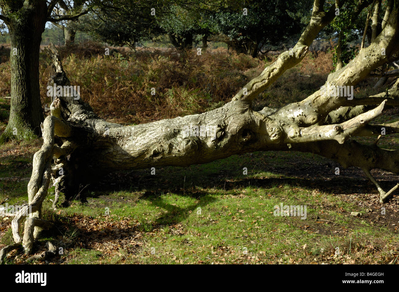 Fallen timber landscape hi-res stock photography and images - Alamy