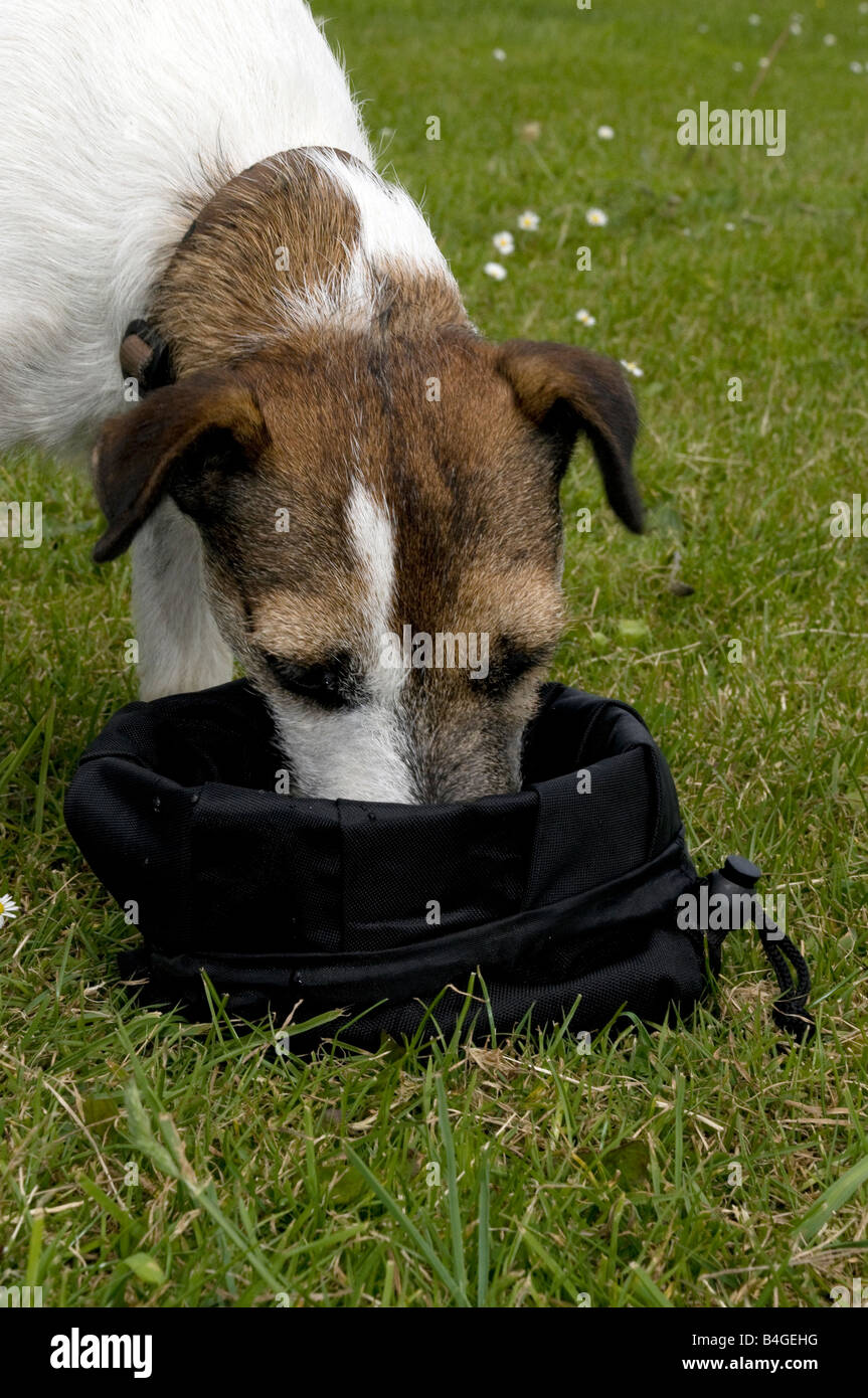 Jack russell terrier drinking water hi-res stock photography and images ...