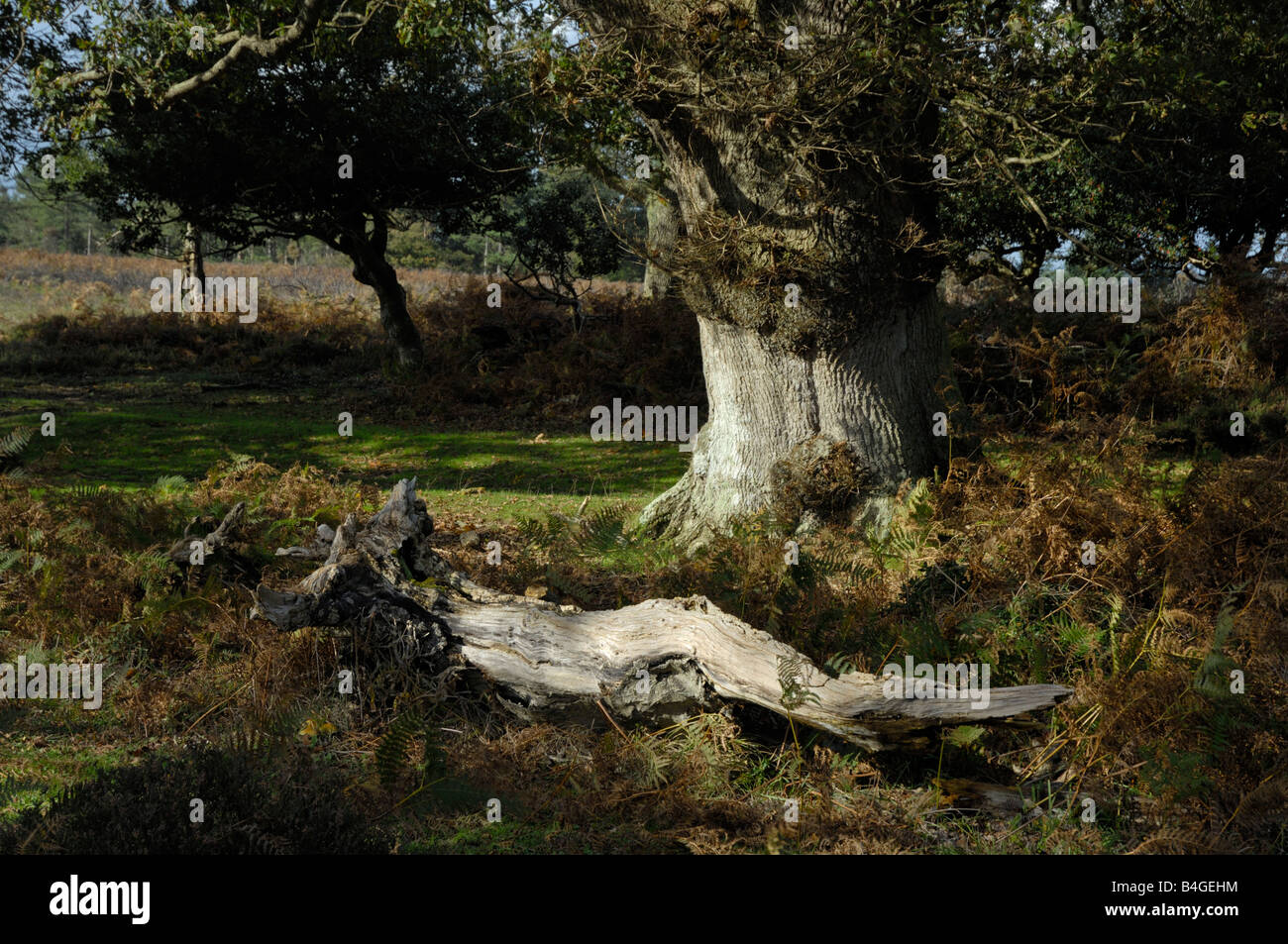 New Forest landscape, trees and fallen bough Stock Photo - Alamy