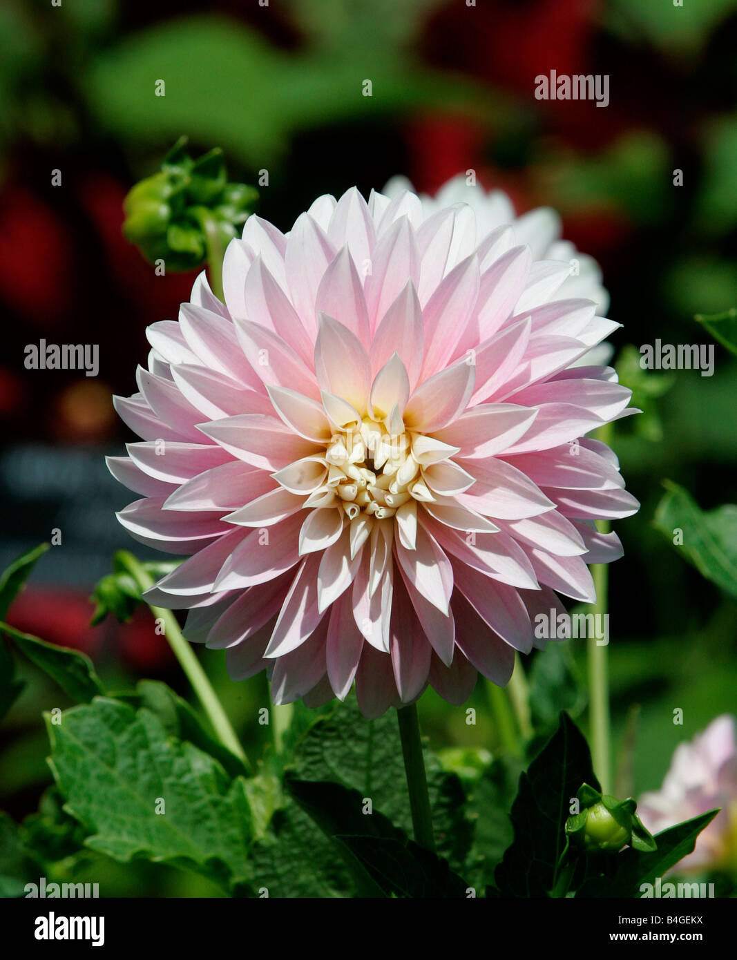 Dahlia alloway candy hi-res stock photography and images - Alamy