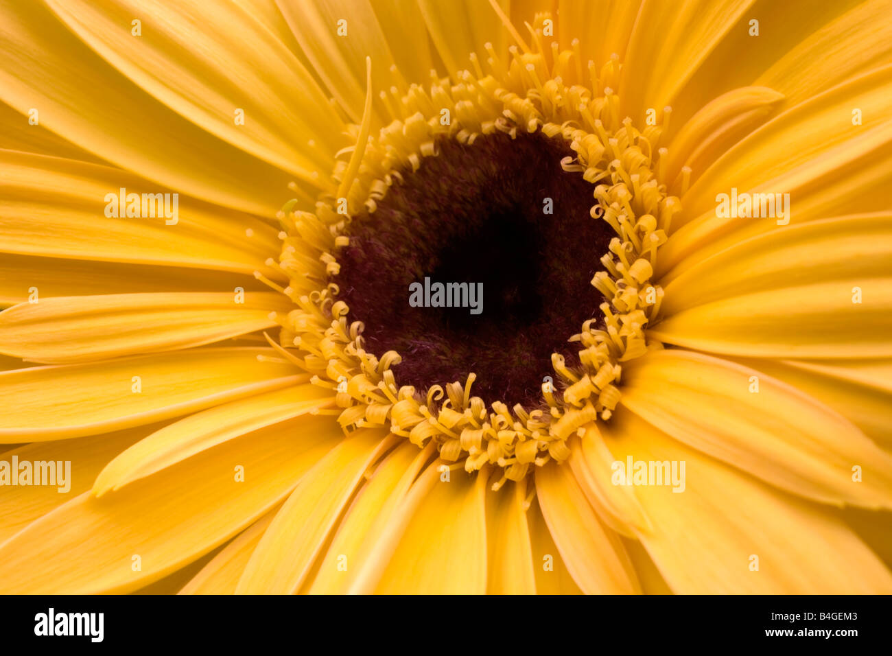 Close up, Gerbera Daisy Stock Photo - Alamy