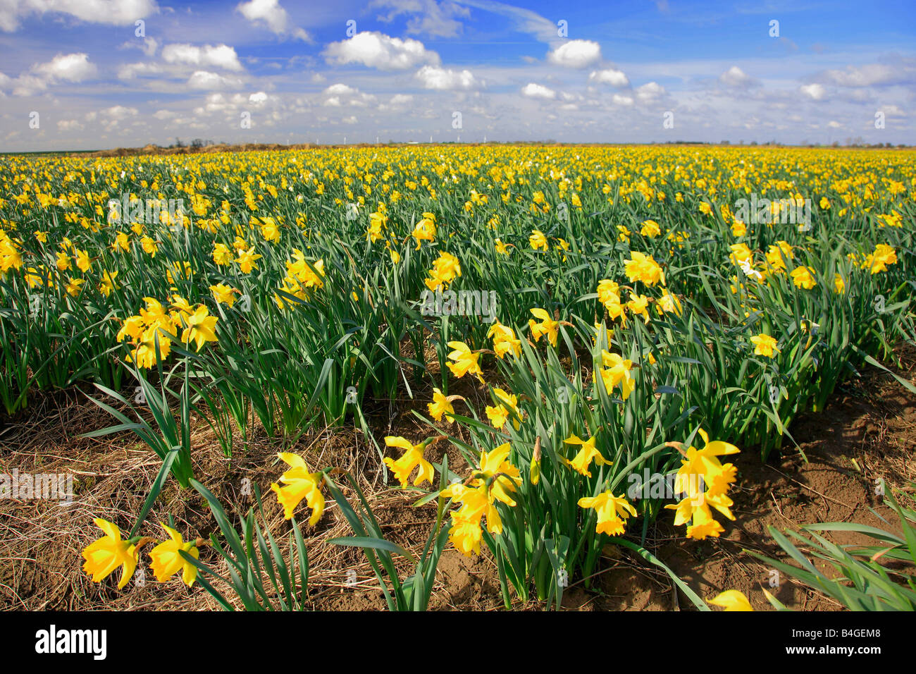 Yellow spring daffodils hi-res stock photography and images - Alamy