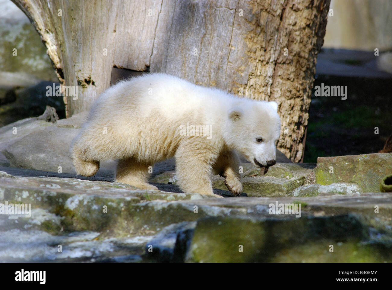 Knut the polar bear cub hi-res stock photography and images - Alamy