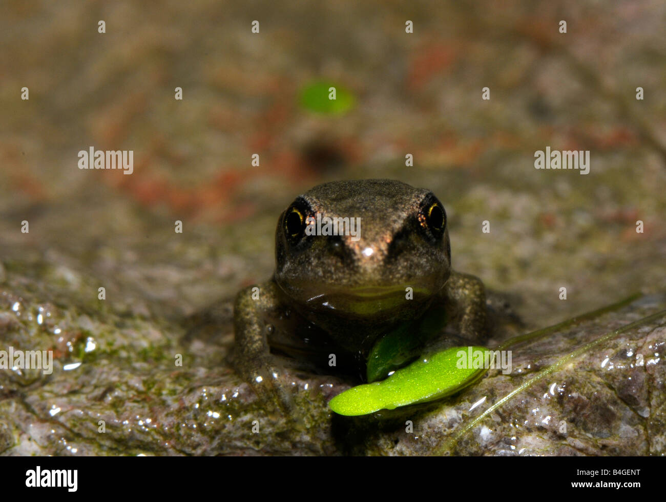 Tadpole of the common frog Stock Photo - Alamy