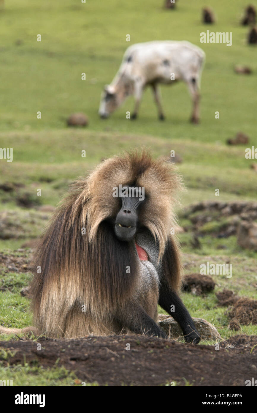 Gelada baboons in the Simien Mountains National Park, Ethiopia Stock ...