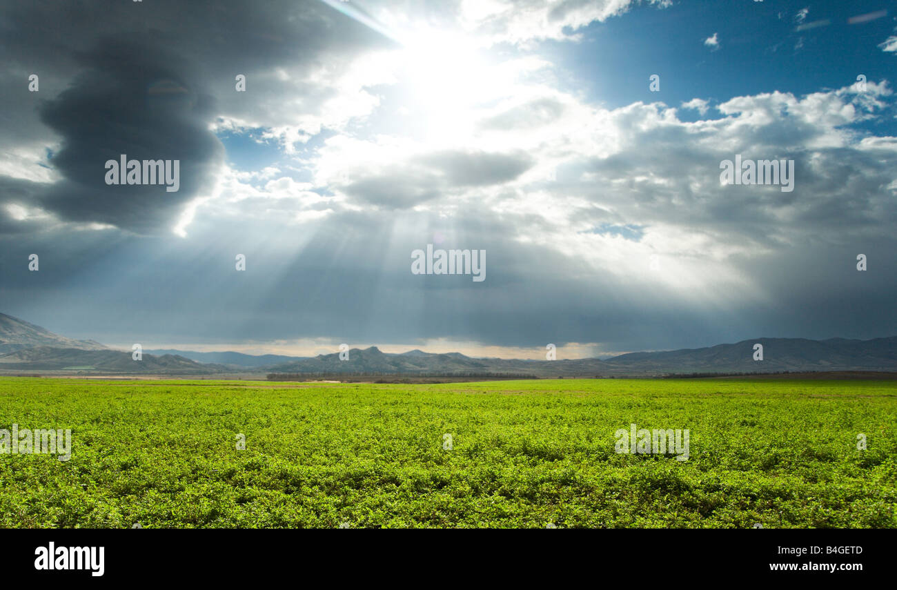 Beautiful landscape with green grass and blue sky Stock Photo - Alamy