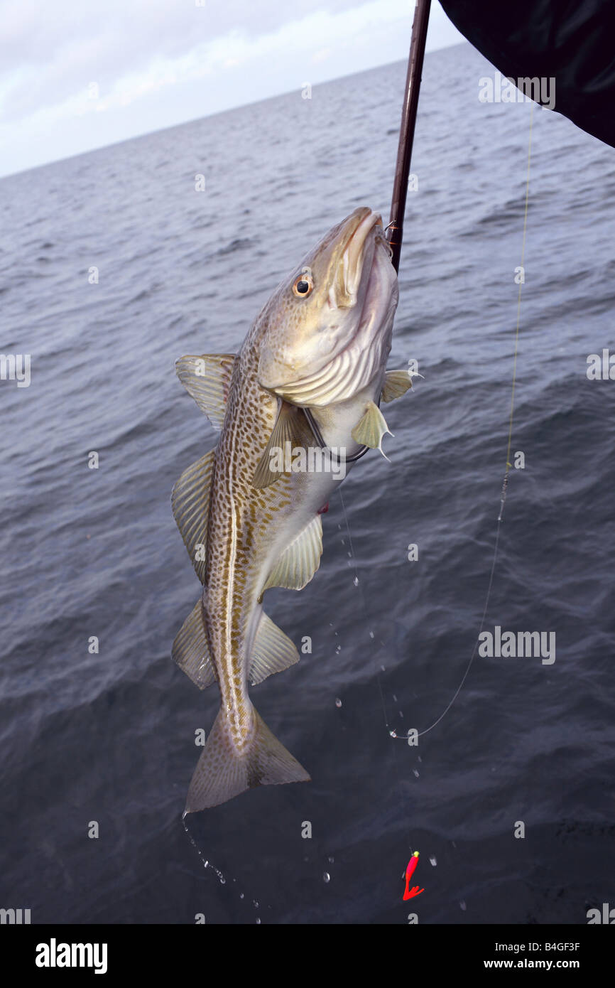 Pulled out hi-res stock photography and images - Alamy