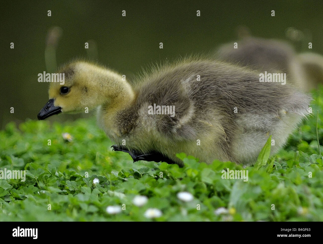 Canada goose chick eating in a field of daisies Stock Photo - Alamy