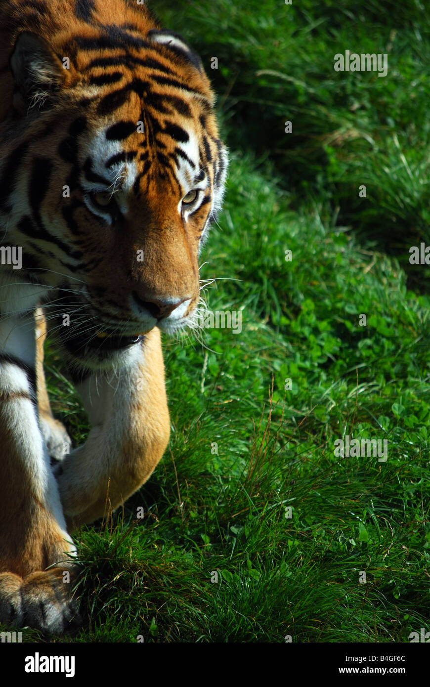 Tiger walking into camera view from the left Stock Photo - Alamy