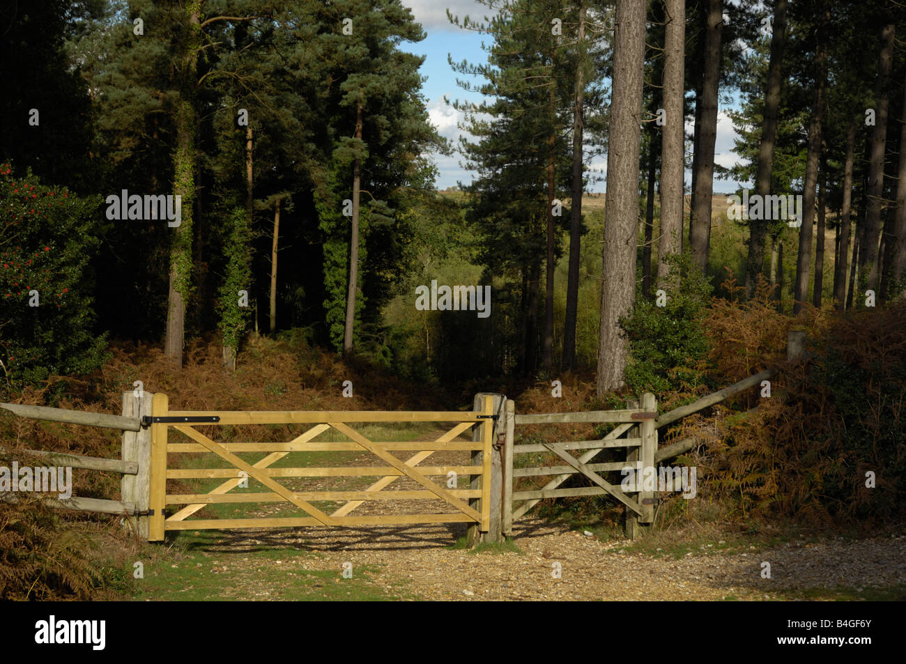 Gate leading into pine forest Stock Photo - Alamy