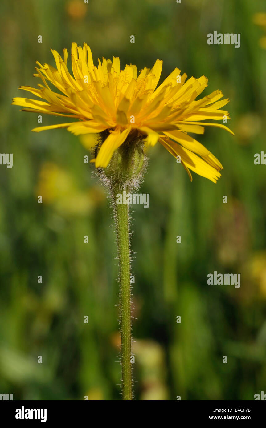 Hairy hawkbit hi-res stock photography and images - Alamy