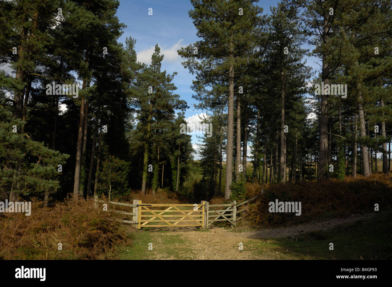 Gate leading into pine forest Stock Photo - Alamy