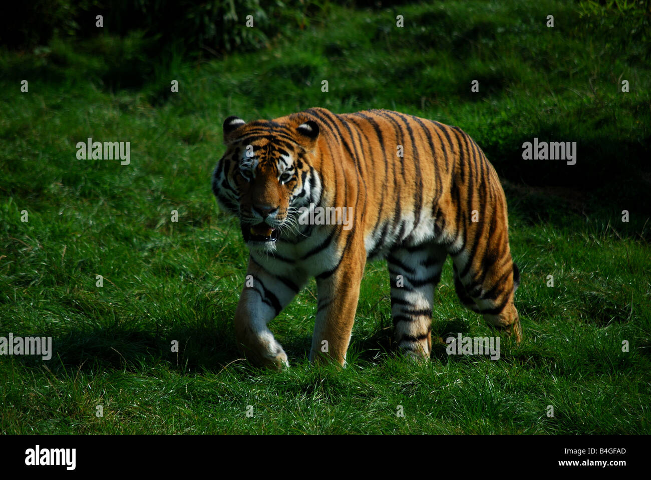 Tiger walking towards camera hi-res stock photography and images - Alamy
