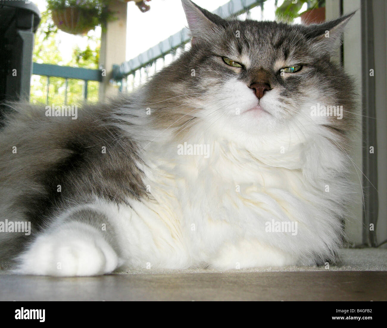 Big feline hi-res stock photography and images - Alamy