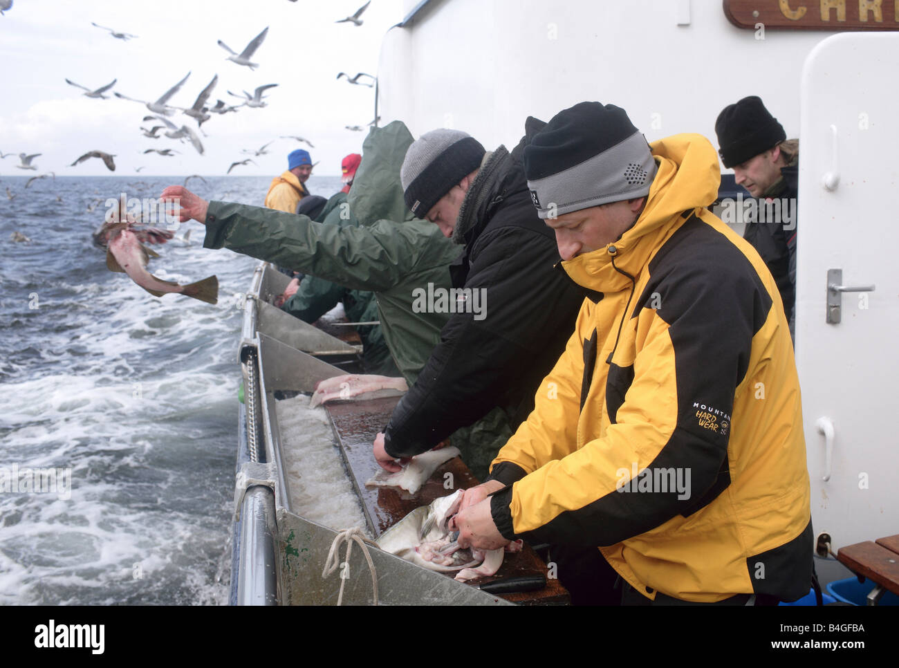 Men cutting freshly caught codfish on a fishing ship Stock Photo - Alamy