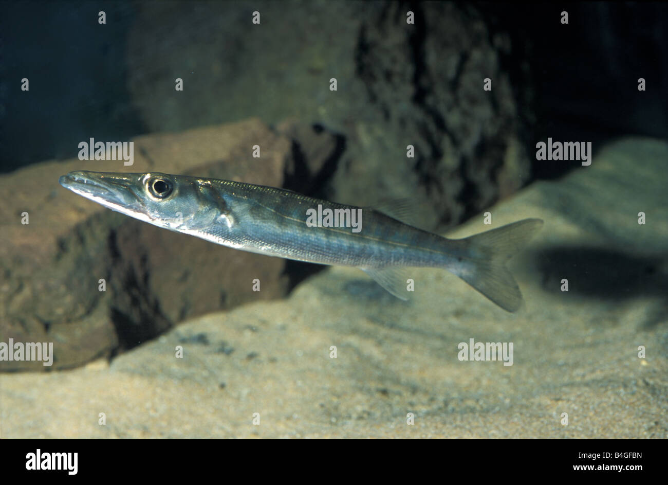Barracuda Sphyraena sp Stock Photo - Alamy