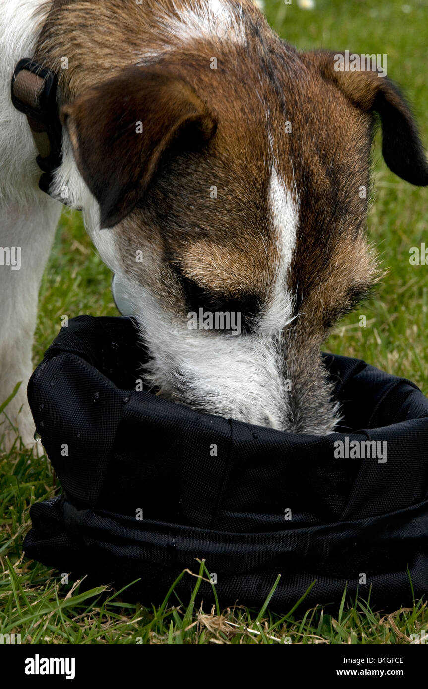 Jack russell terrier drinking water hi-res stock photography and images ...
