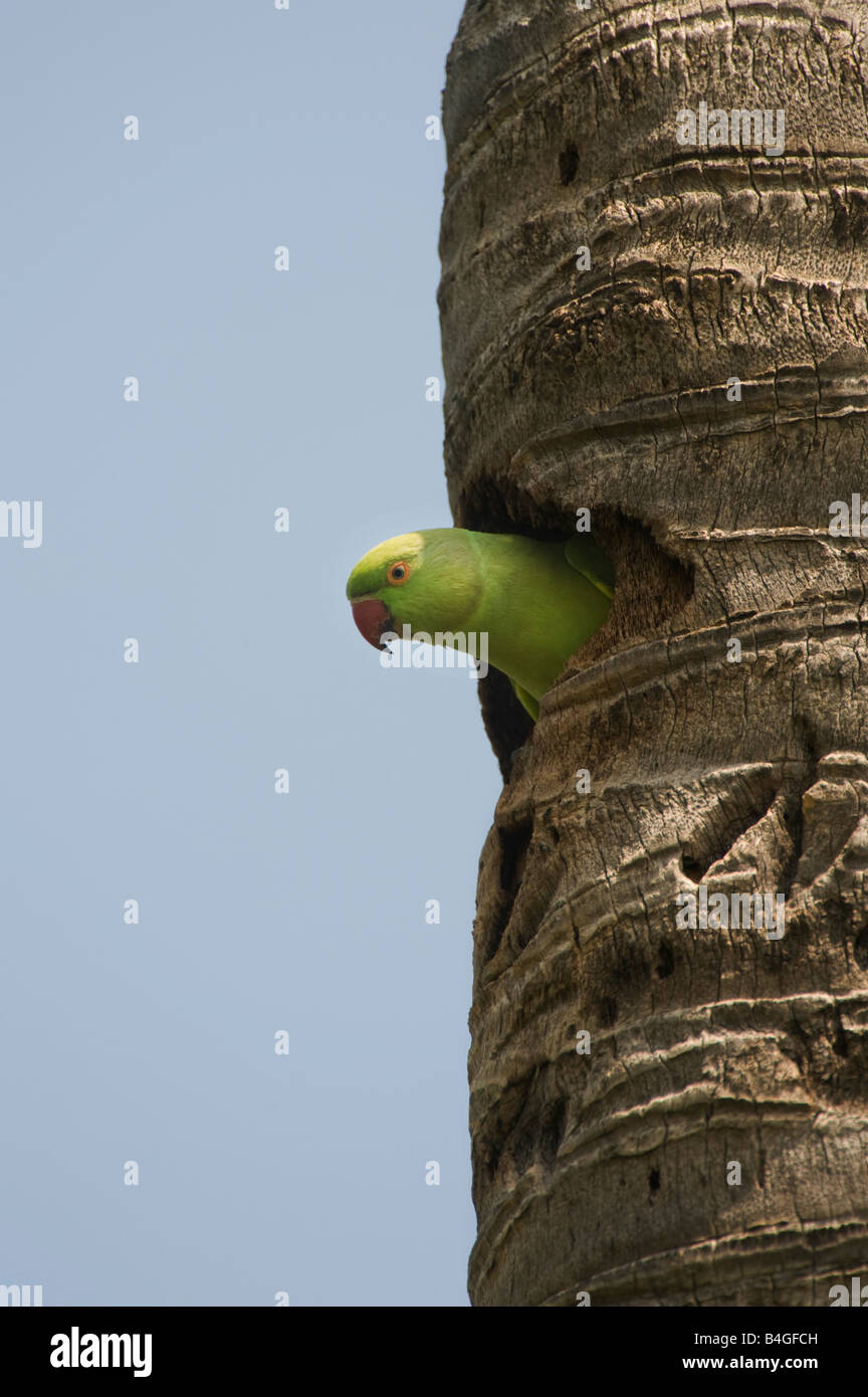 Green indian ring necked hi-res stock photography and images - Alamy