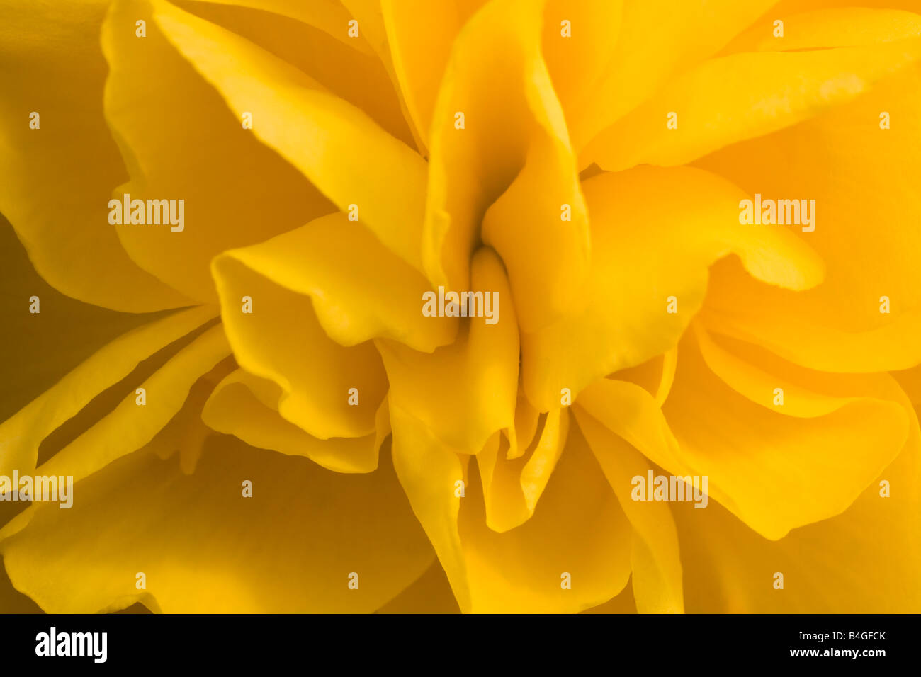 Gold begonia hi-res stock photography and images - Alamy