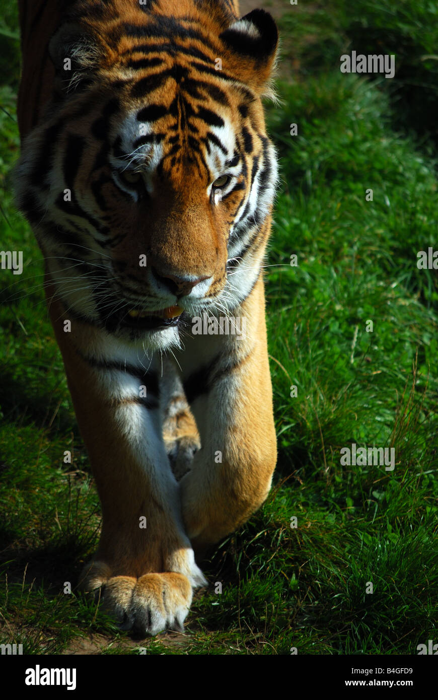 tiger walking towards camera Stock Photo - Alamy