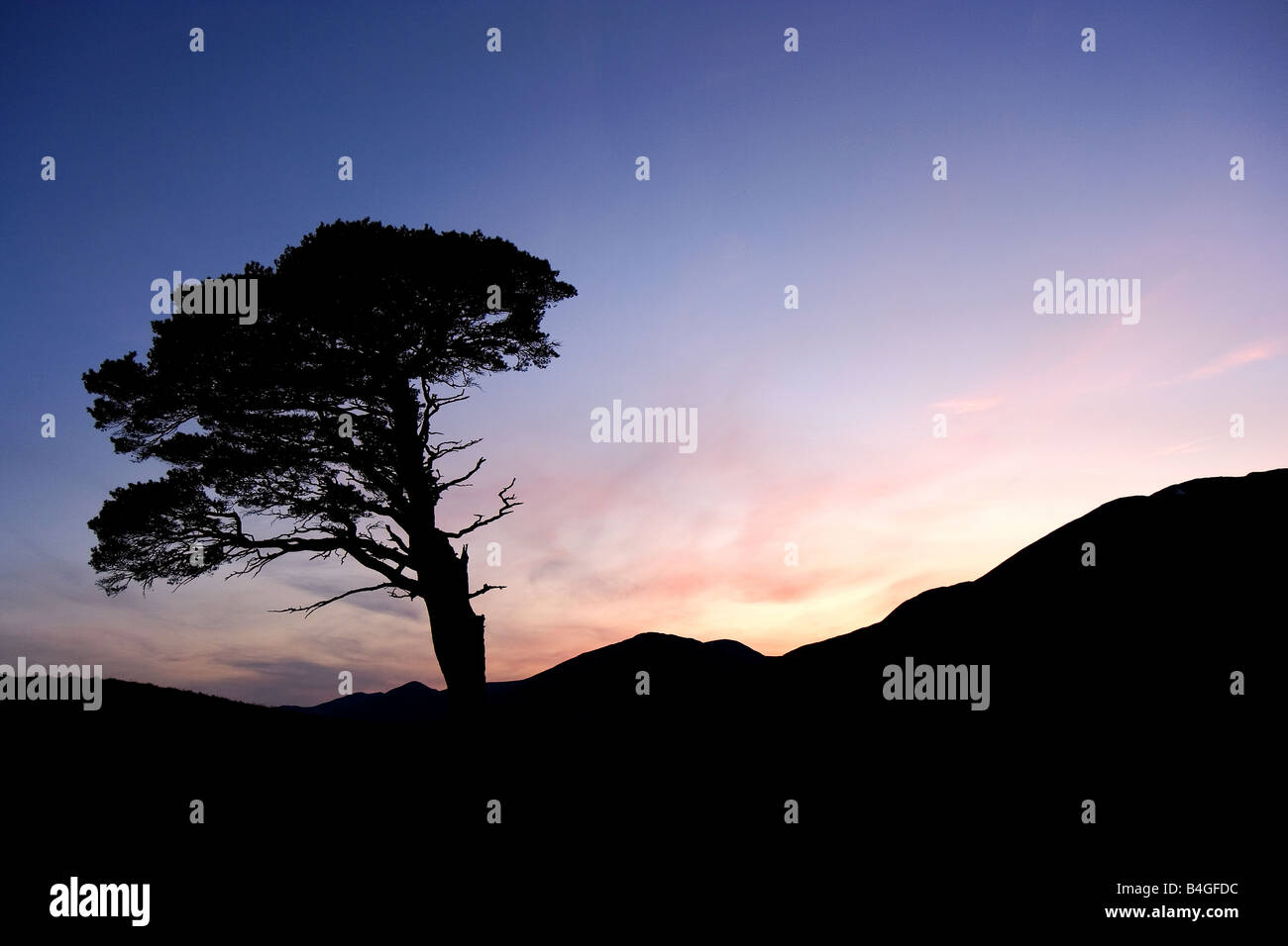 Lone Tree at sunset Stock Photo - Alamy