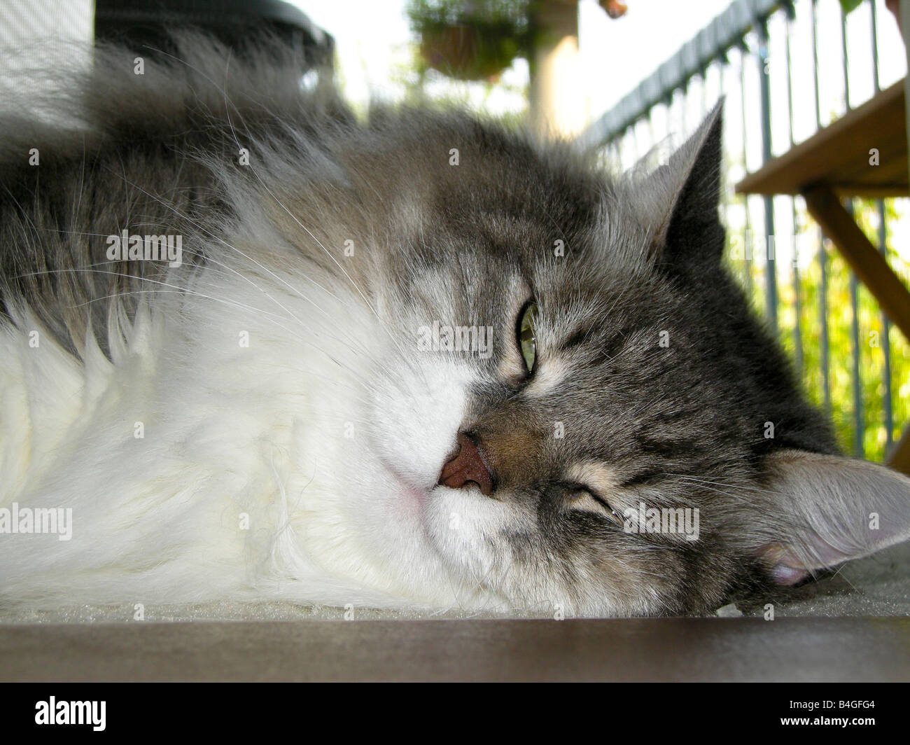 Big cat laying on side Stock Photo - Alamy