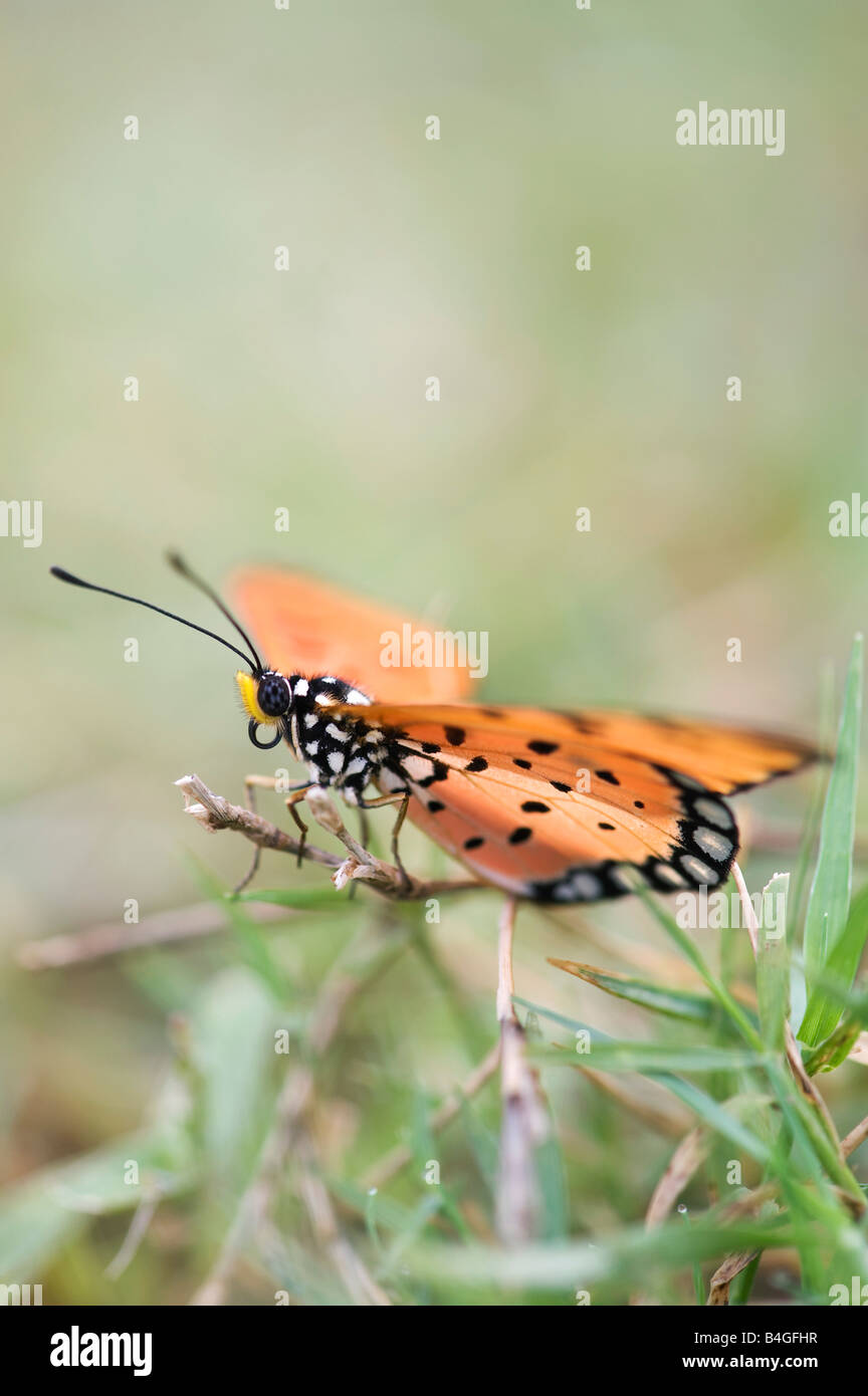 Acraea terpsicore. Tawny Coster butterfly in the indian countryside ...