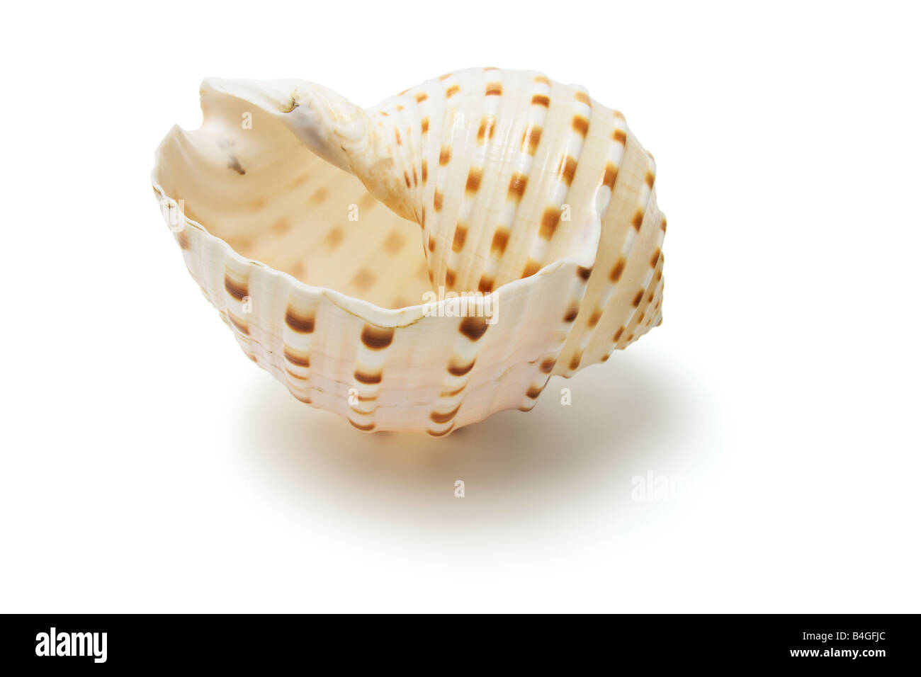Conch mollusk Cut Out Stock Images & Pictures - Alamy