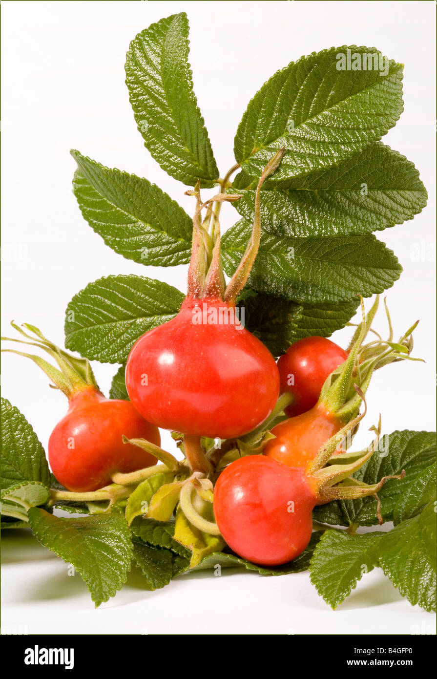 Rosehips red plant green leaves hi-res stock photography and images - Alamy