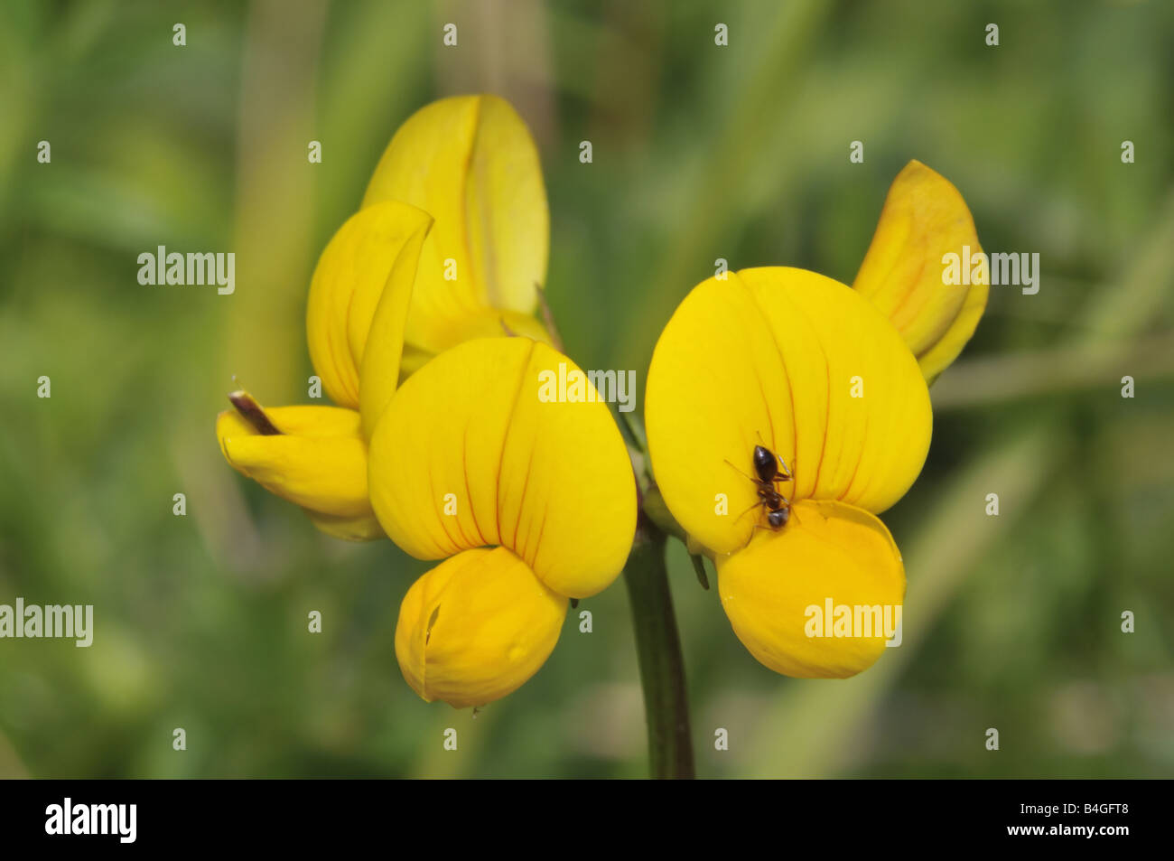 Common birds foot hi-res stock photography and images - Alamy