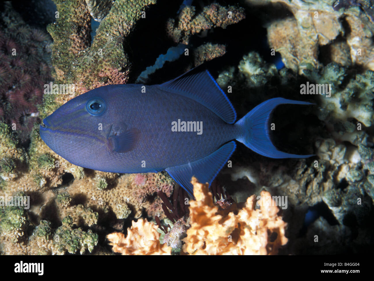 Redtoothed Triggerfish High Resolution Stock Photography and Images - Alamy