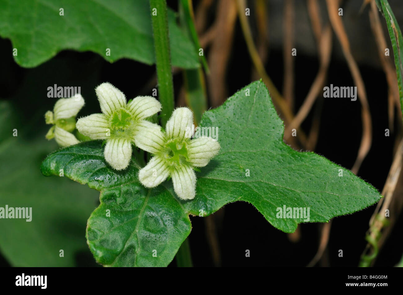White Bryony Bryonia cretica Stock Photo - Alamy