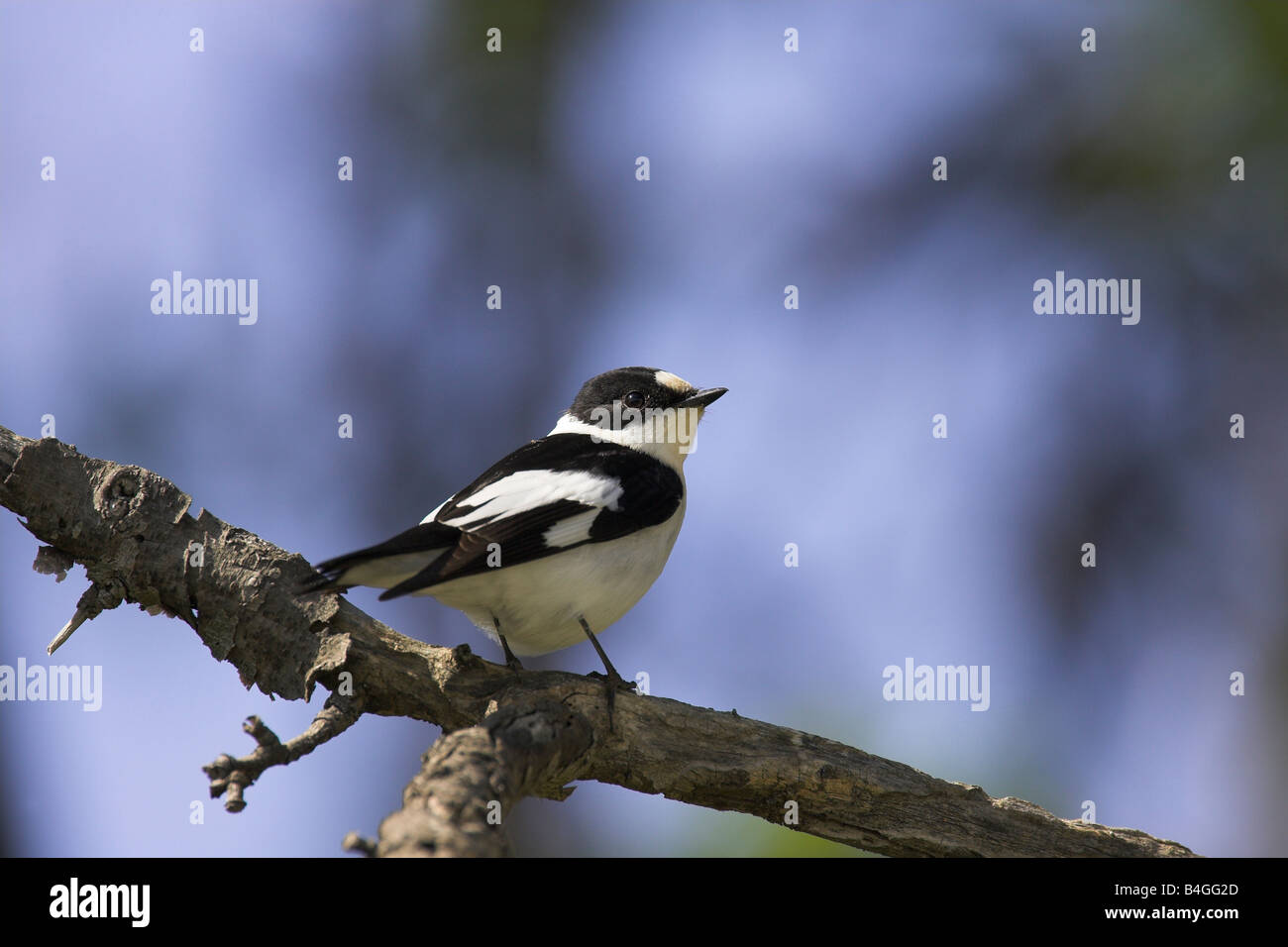 Collared Flycatcher Ficedula albicollis perched in tree canopy at ...