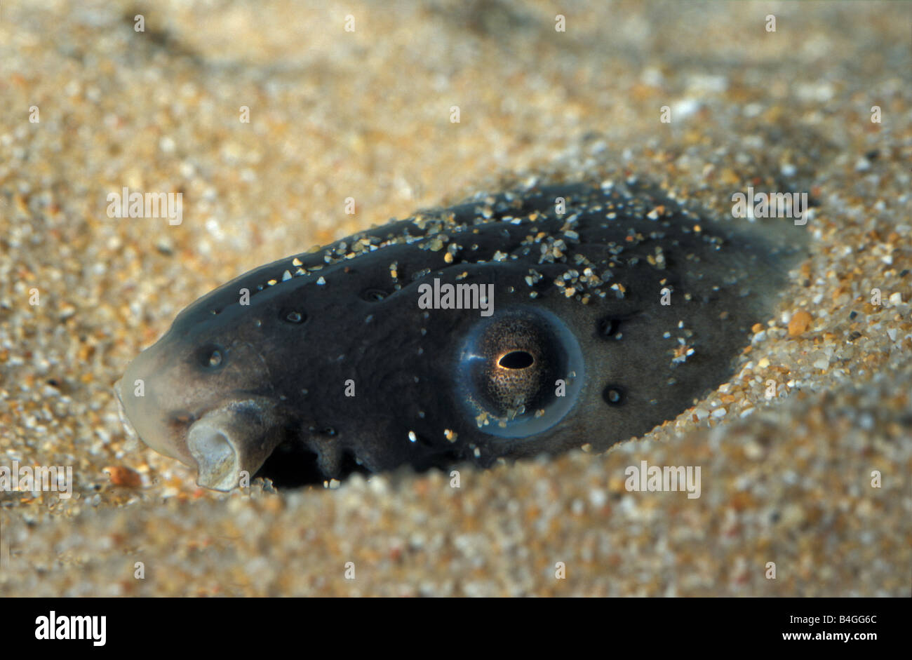 Snake Eel Ophichthus melanochir, Ophichthidae Stock Photo - Alamy