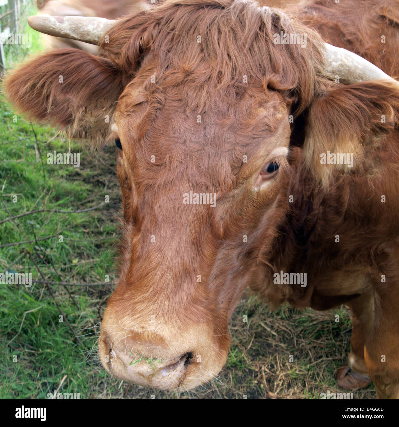 Close up of a cow Stock Photo - Alamy