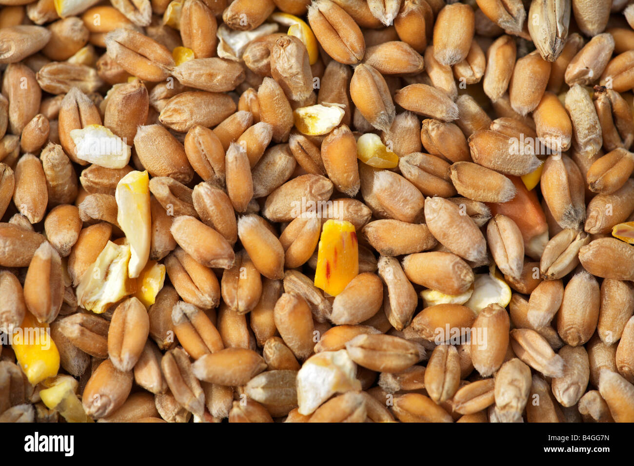 Chicken feed hi-res stock photography and images - Alamy