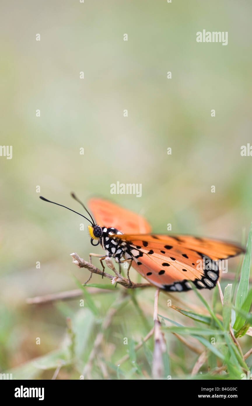 Coster butterfly hi-res stock photography and images - Alamy
