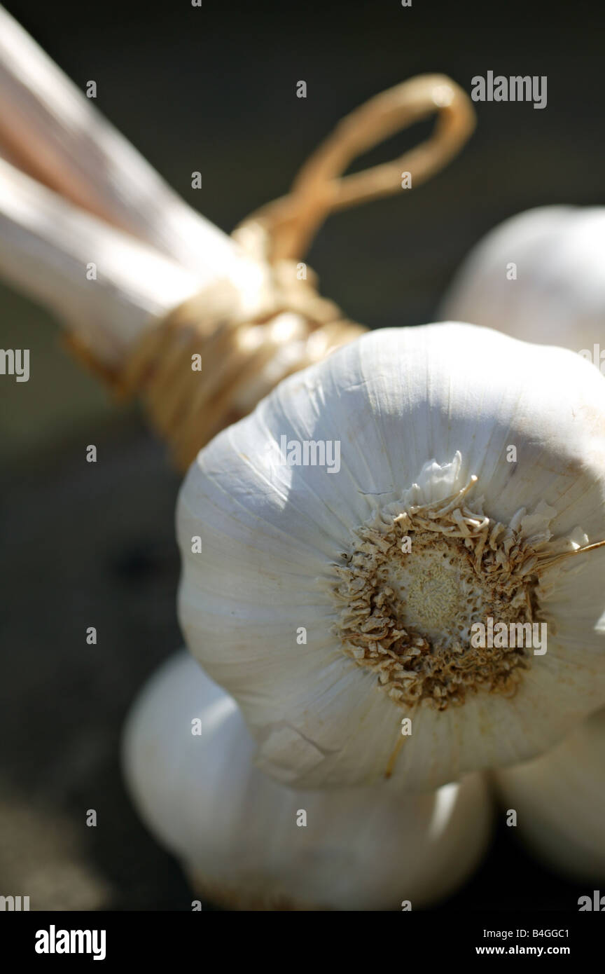 Garlic bulbs close up Stock Photo - Alamy