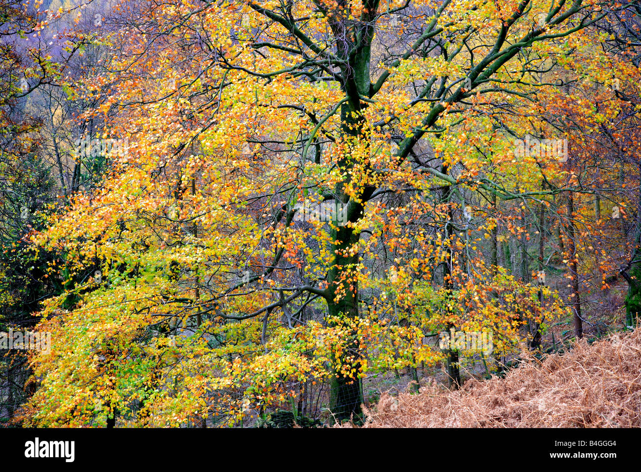 Autumn Colours English Oak tree Quercus robar on Cat Bells Fell Lake ...