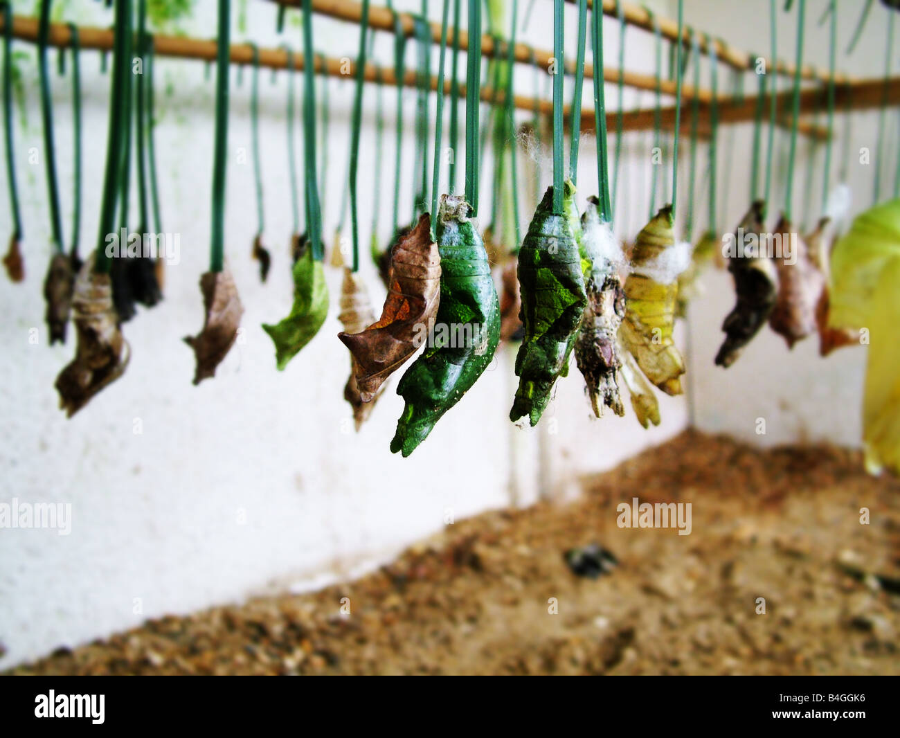 Wing pods hi-res stock photography and images - Alamy