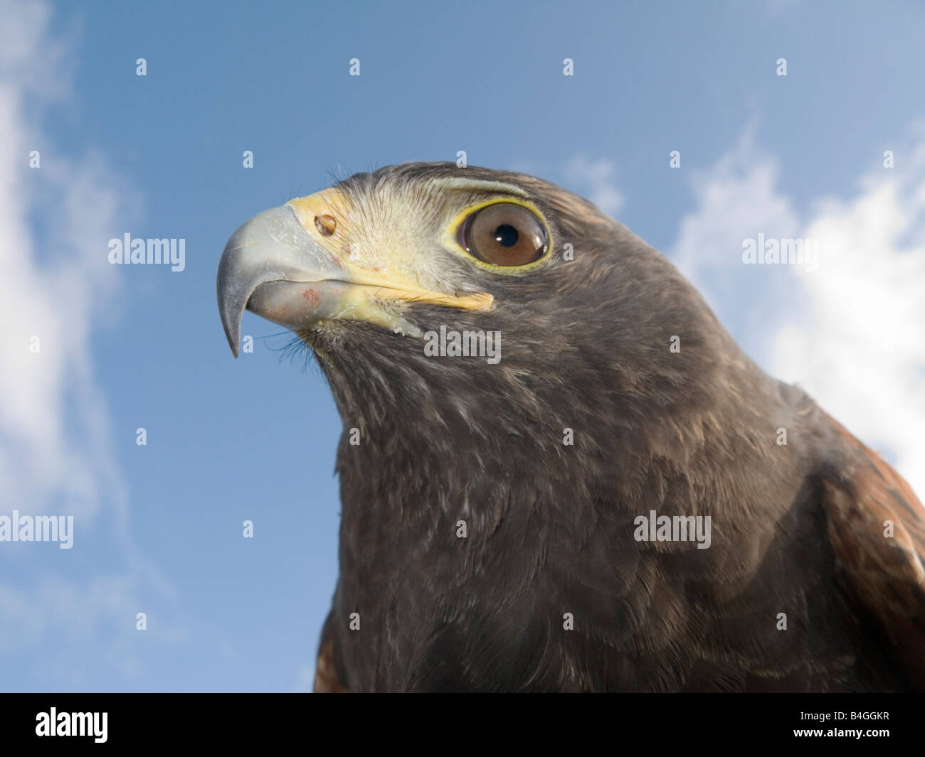 Harris hawk bird hi-res stock photography and images - Alamy