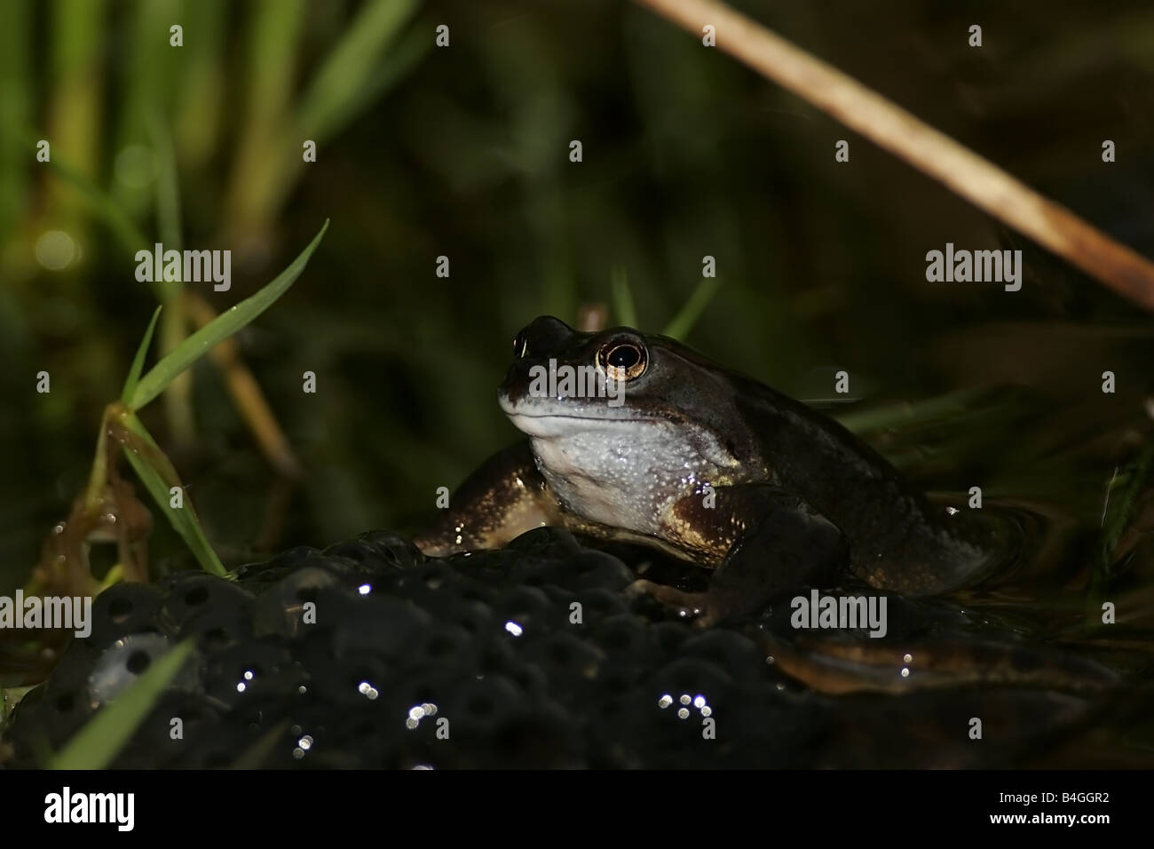 Irish common frog hi-res stock photography and images - Alamy