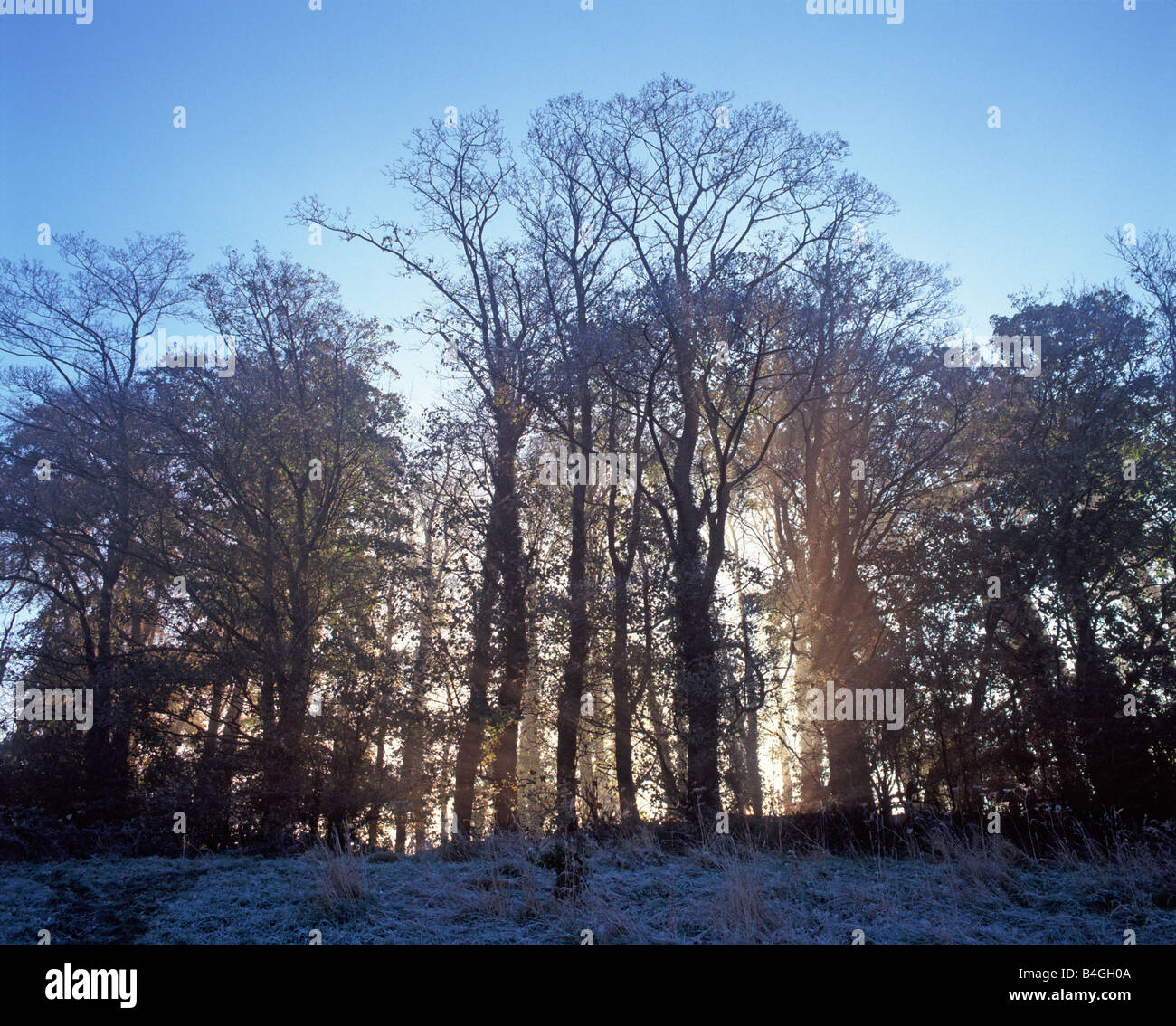 Londonthorpe wood hi-res stock photography and images - Alamy