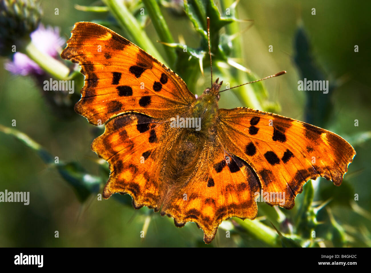 Comma butterfly hi-res stock photography and images - Alamy